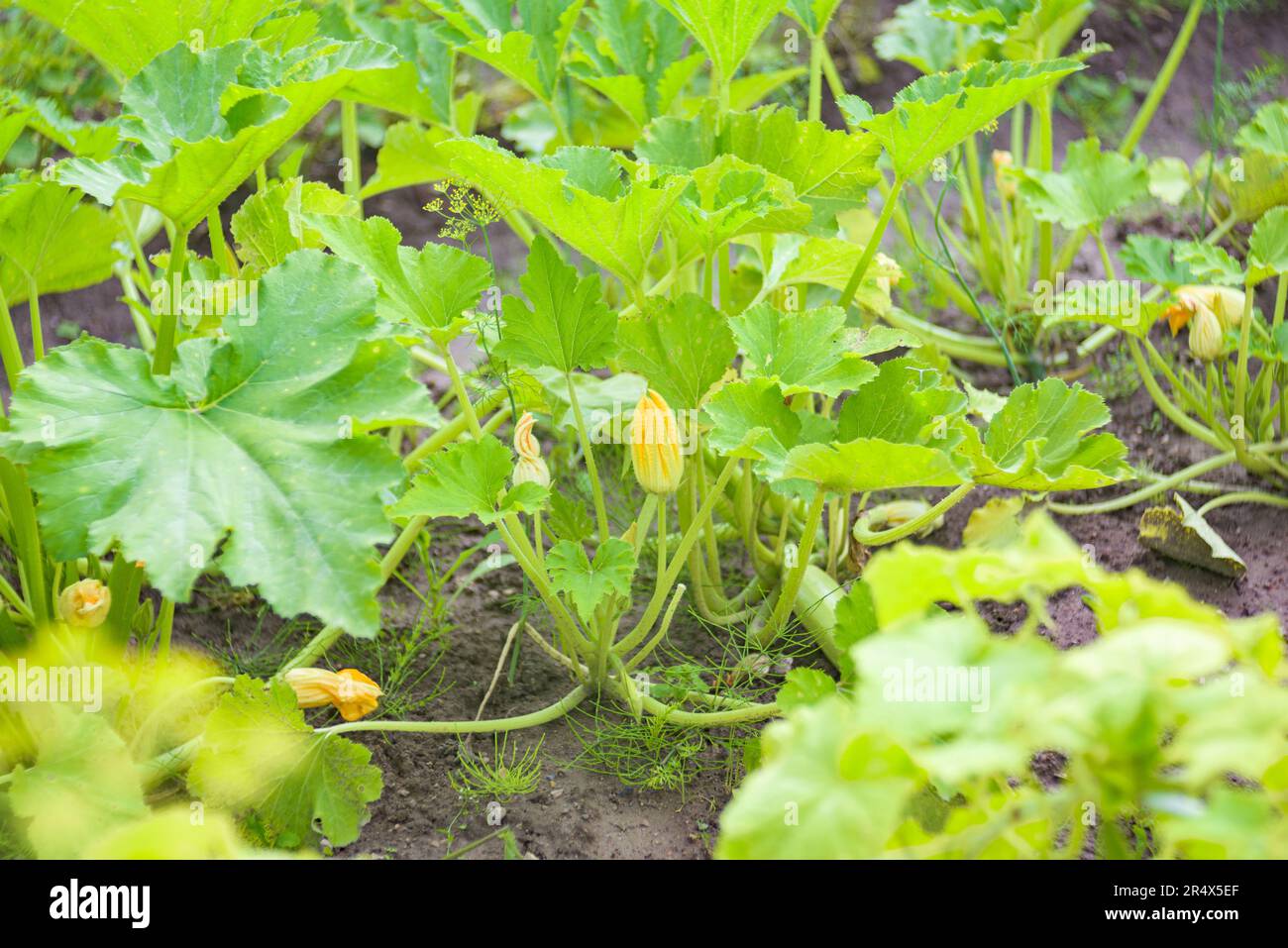 Yellow squash blooms in the bed. Home farming Stock Photo - Alamy