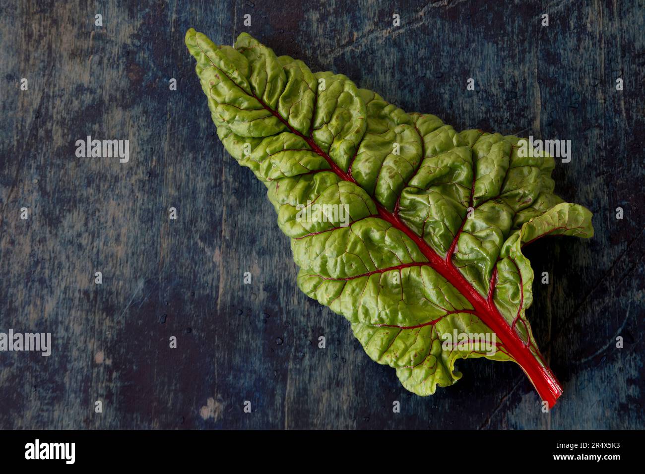 Newly picked fresh organic swiss chard leaves on a dark background ...