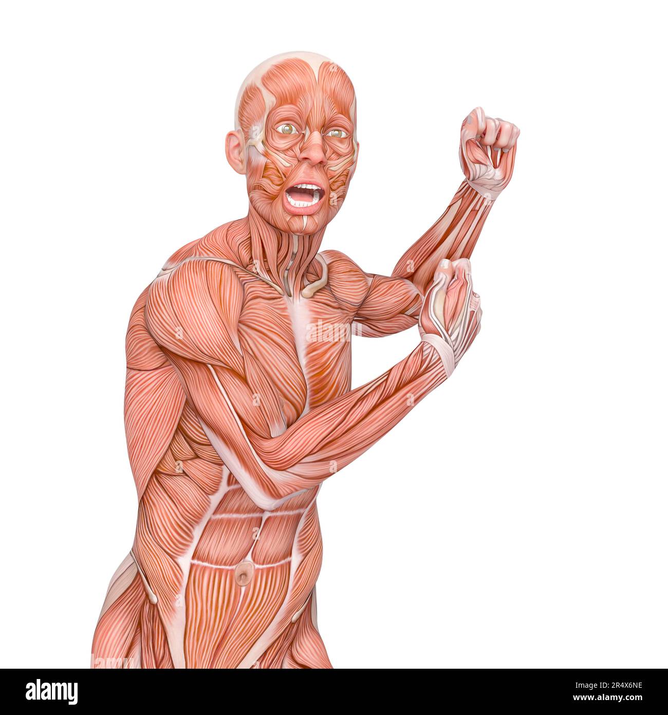 Muscular system map hi-res stock photography and images - Alamy