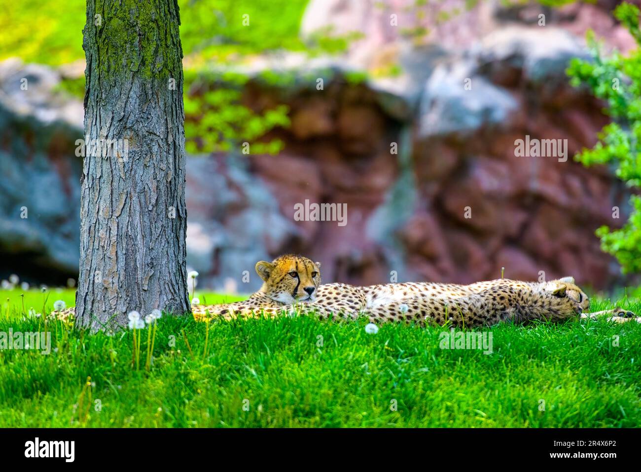Cheetah tree hi-res stock photography and images - Alamy