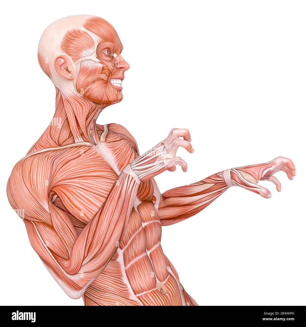 average man muscle maps is doing a halloween pose close up view, 3d ...