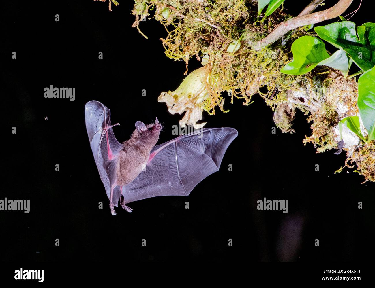 Nectar bat feeding hi-res stock photography and images - Alamy