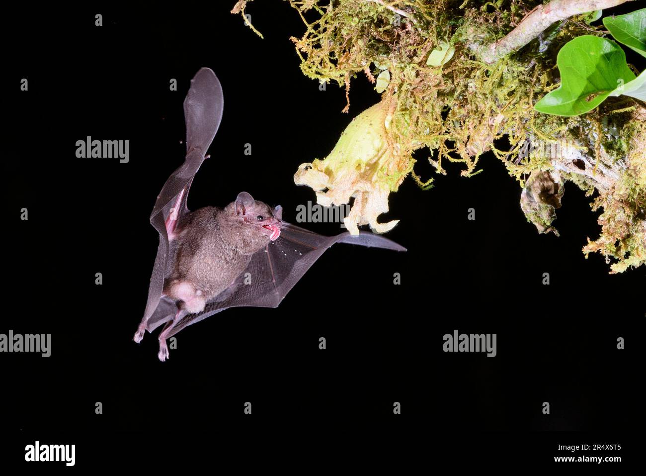 Pallas's long-tongued bat (Glossophaga soricina) feeding on nectar ...