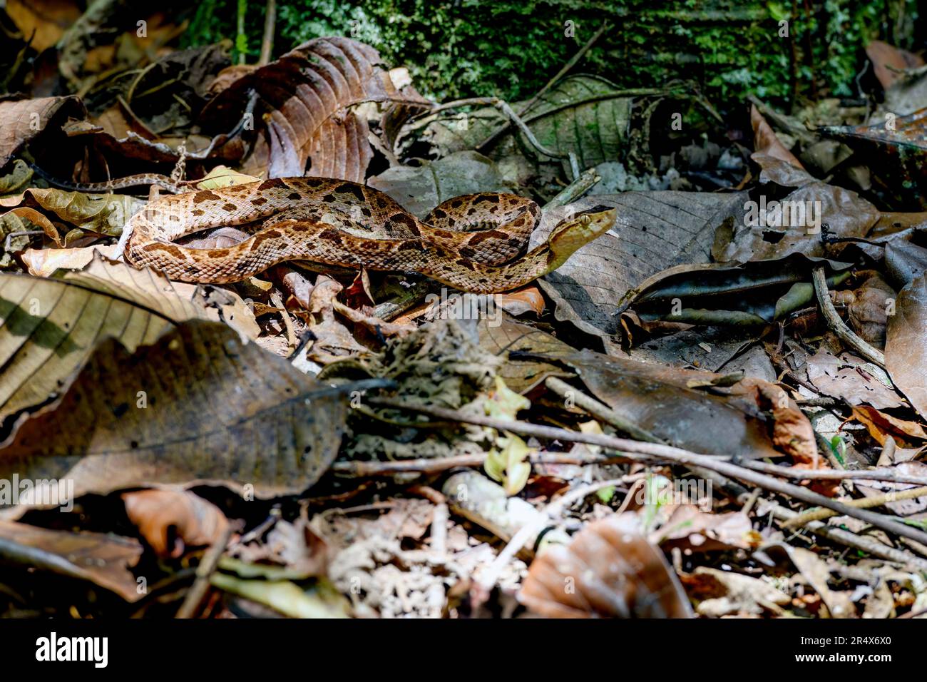Central American jumping pitviper (Metlapilcoatlus mexicanus) from ...
