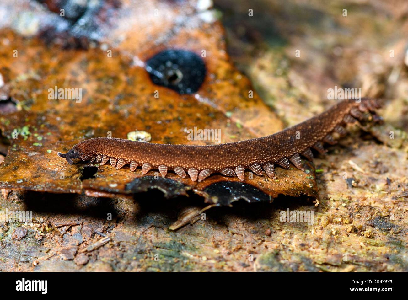 Velvet worm hi-res stock photography and images - Alamy