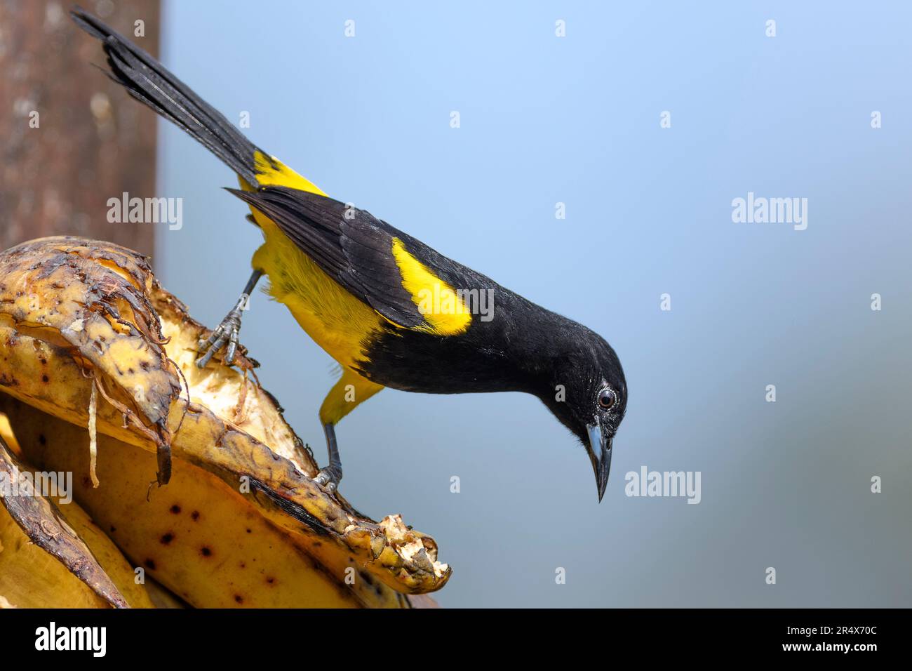 Black-cowled oriole (Icterus prosthemelas) from Boca Tapada, Costa Rica ...