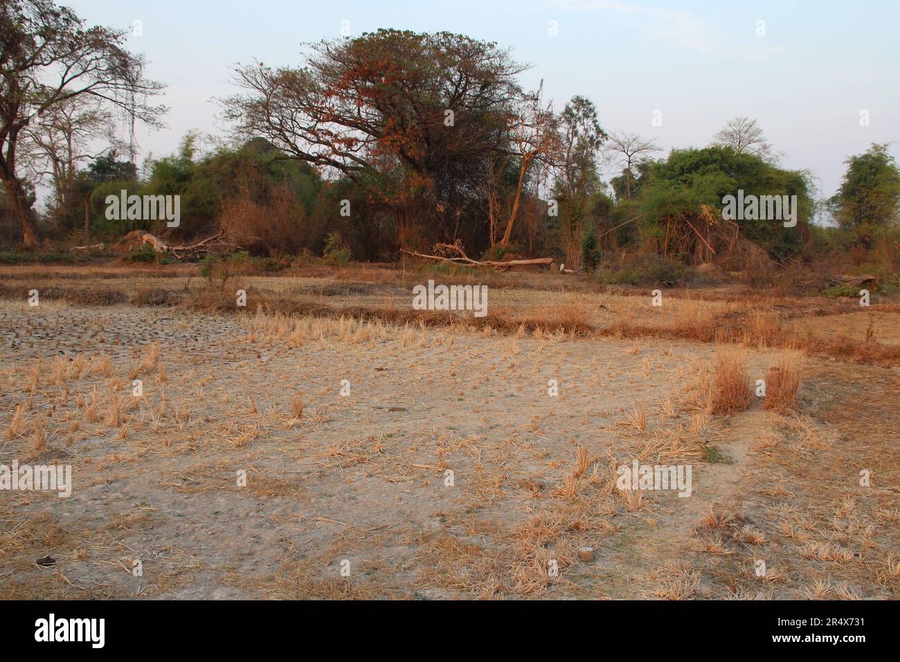 dried rice field at khone island in laos Stock Photo - Alamy