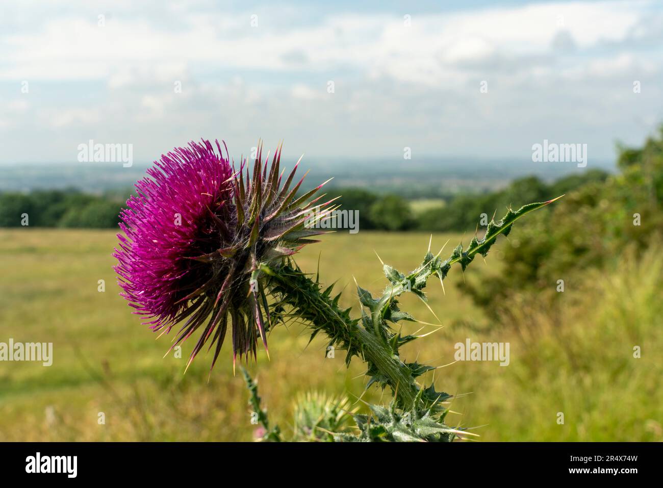 Close-up detail of a pink wildflower in bloom in the countryside ...