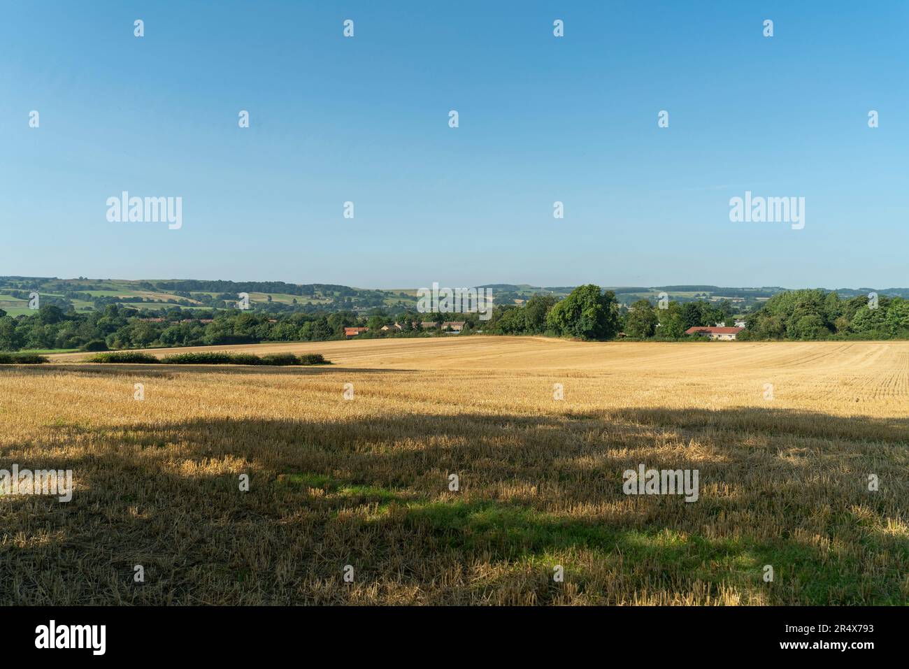 Tree shadows over a golden field in the countryside with a distant ...