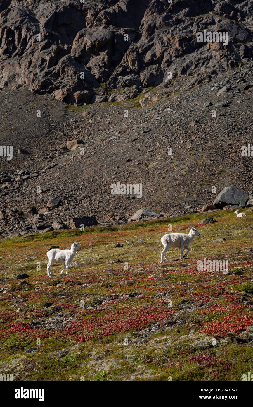 Young dall sheep (Ovis dalli) roaming the autumn colored mountainside ...