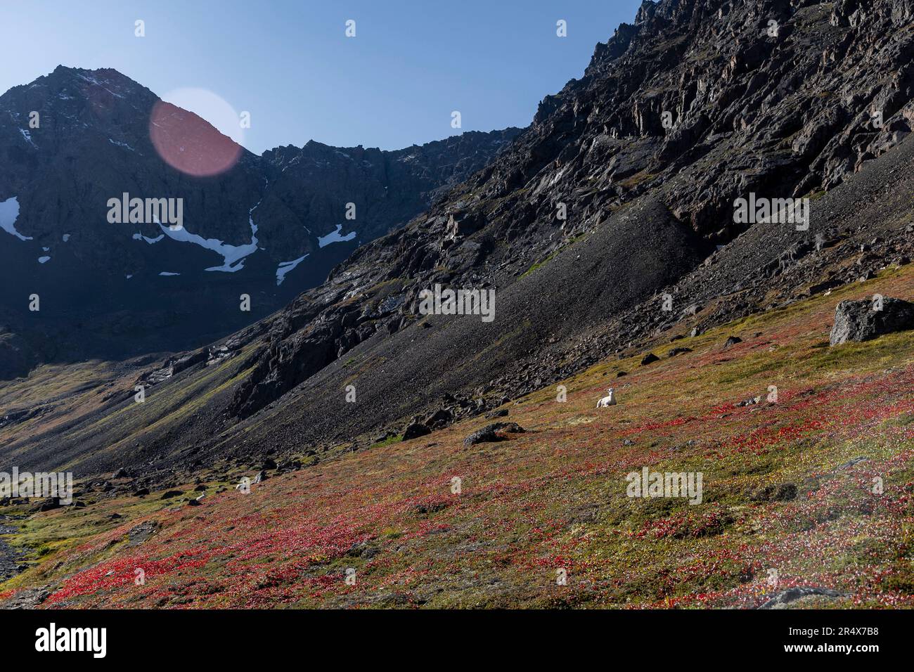 A dall sheep (Ovis dalli) laying on the autumn colored mountainside and ...