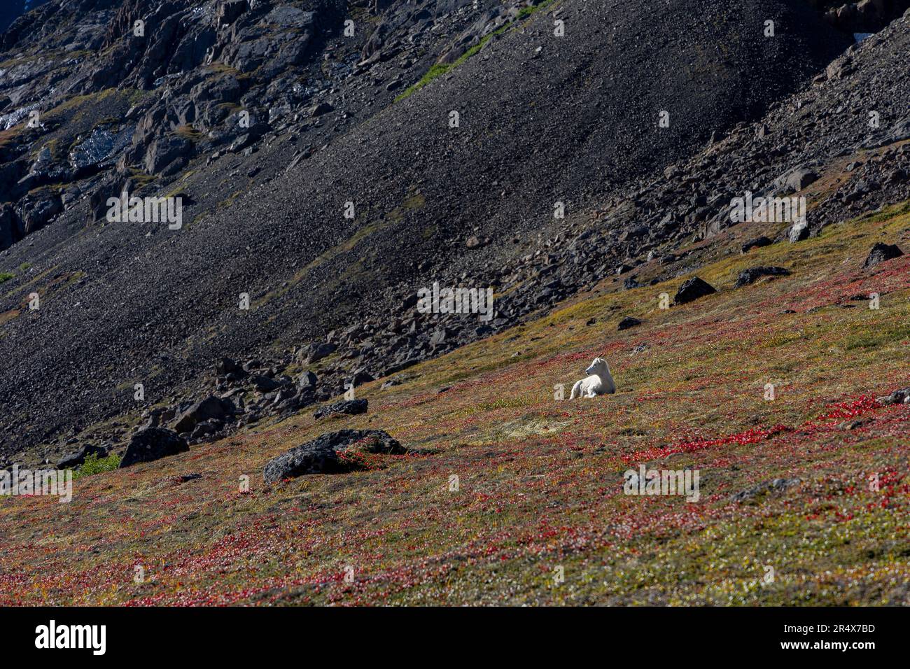 A dall sheep (Ovis dalli) laying on the autumn colored mountainside ...