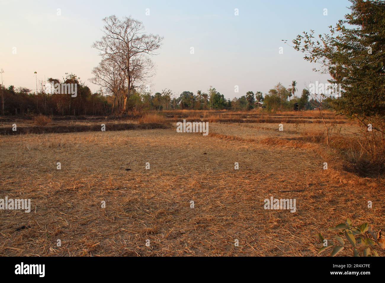 dried rice field at khone island in laos Stock Photo - Alamy
