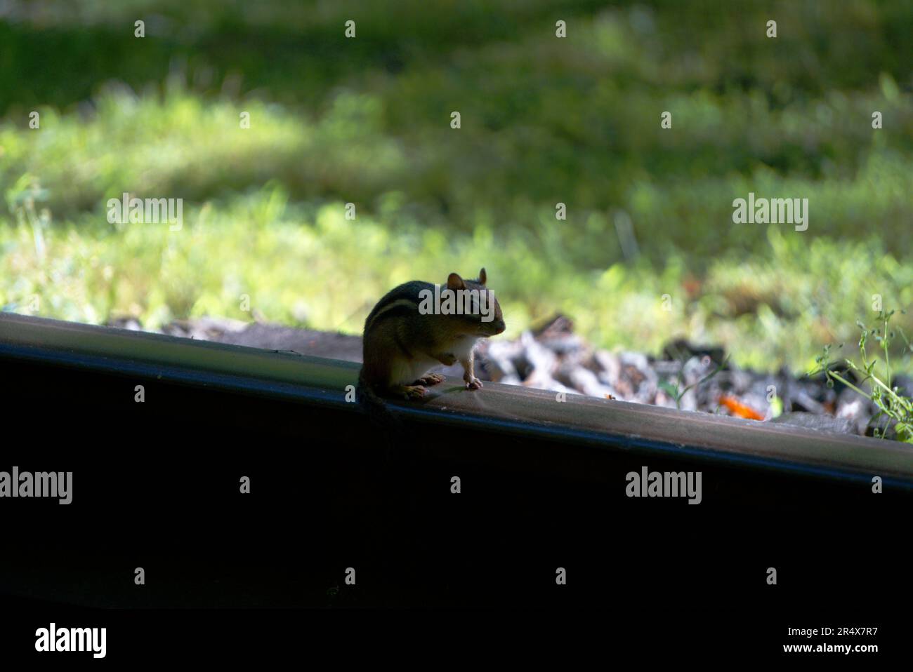 Chipmunk trail hi-res stock photography and images - Alamy