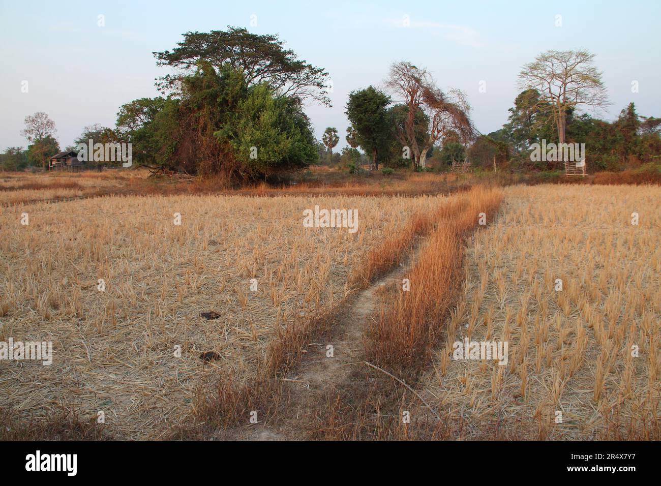 dried rice field at khone island in laos Stock Photo - Alamy