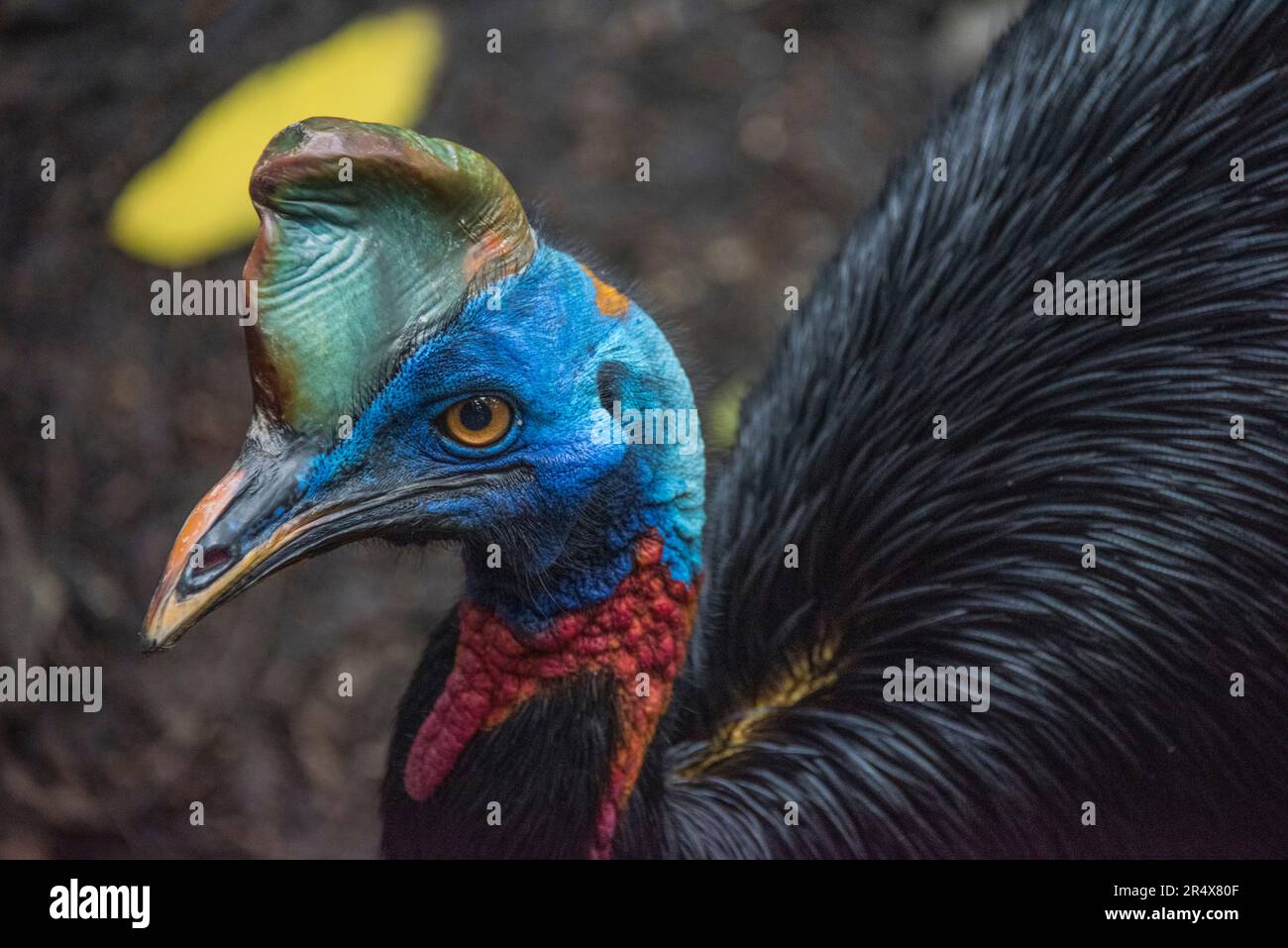 Dwarf Cassowary