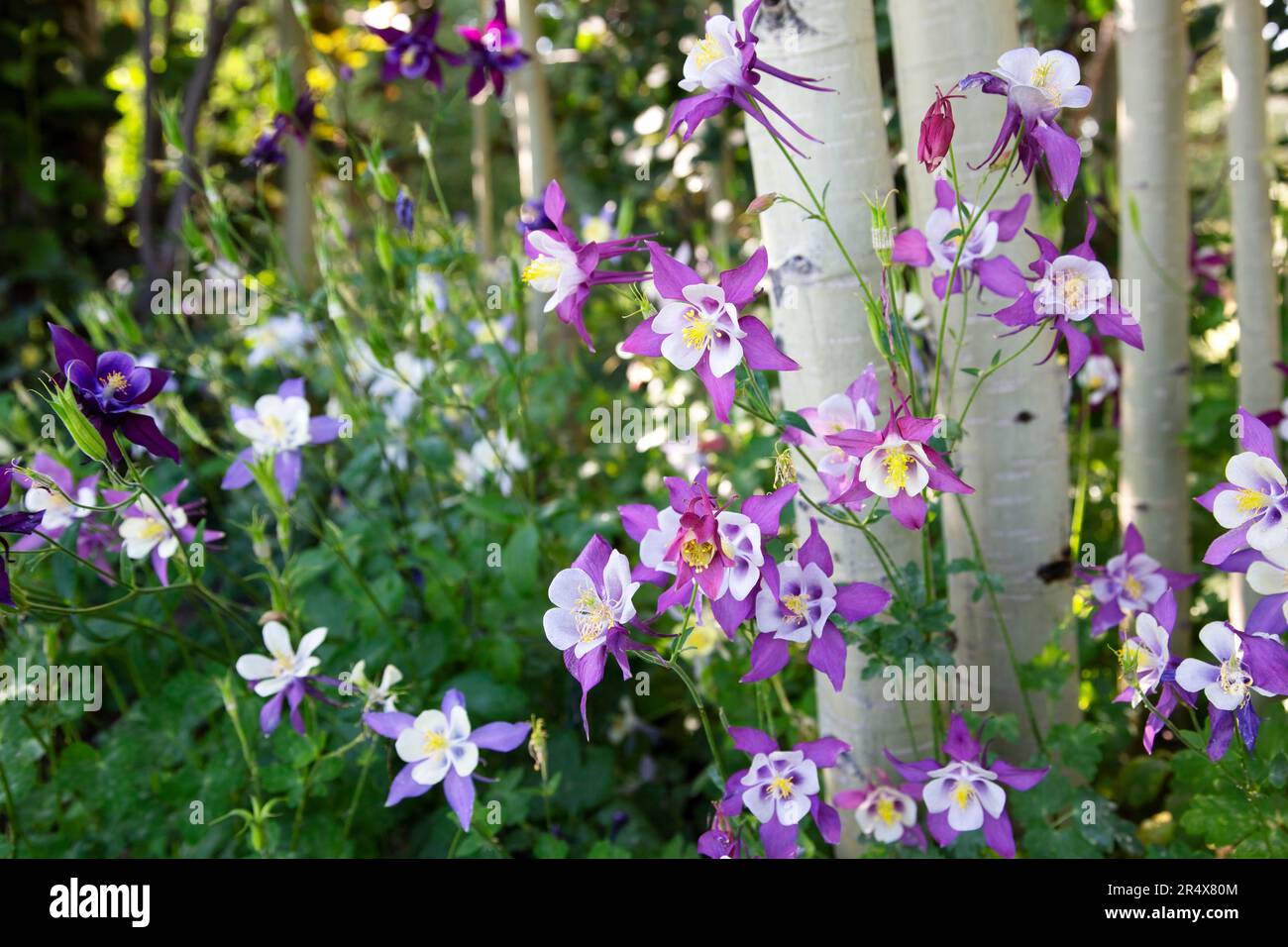 Purple and white Columbine flowers (Aquilegia) growing at the base of ...
