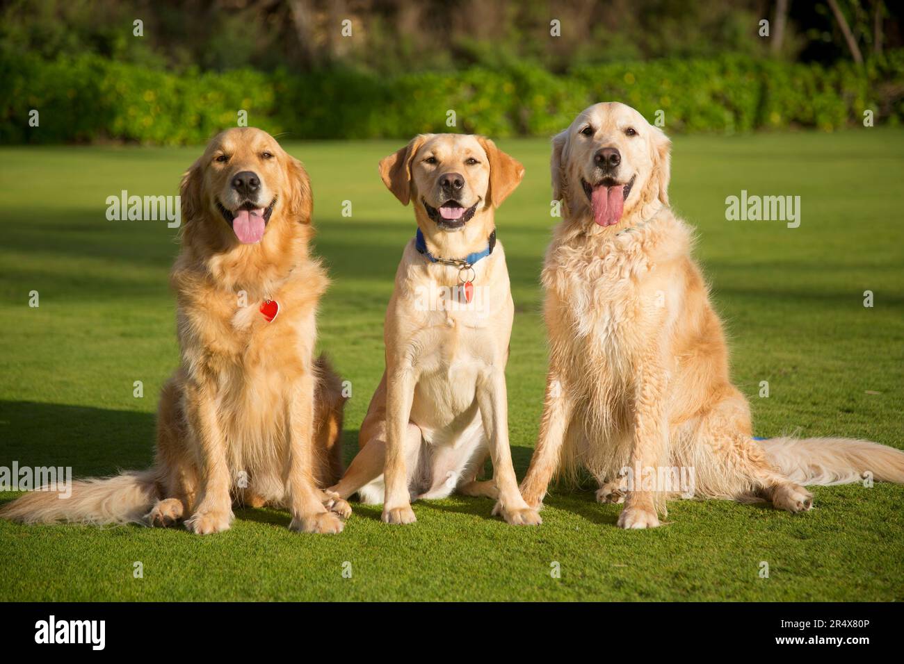 Portrait of three beautiful dogs (Canis lupus familiaris) sitting on a ...