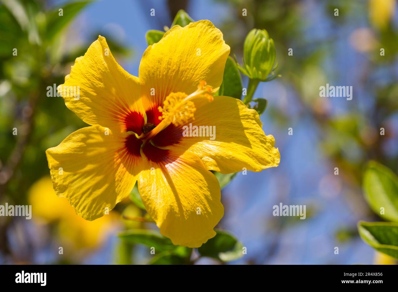 Close-up view of a stunning, Yellow Hibiscus (Hibiscus panduriformis ...