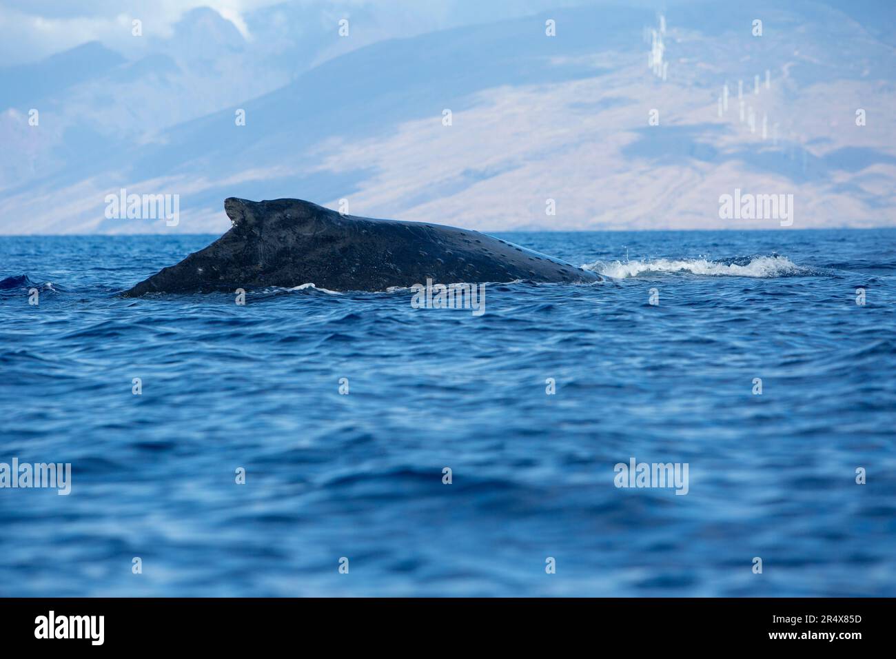 Back fin hi-res stock photography and images - Alamy
