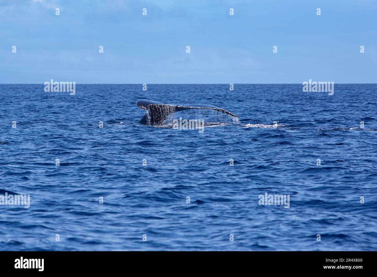 Tail of Humpback Whale (Megaptera Novaeangliae) diving into the water ...