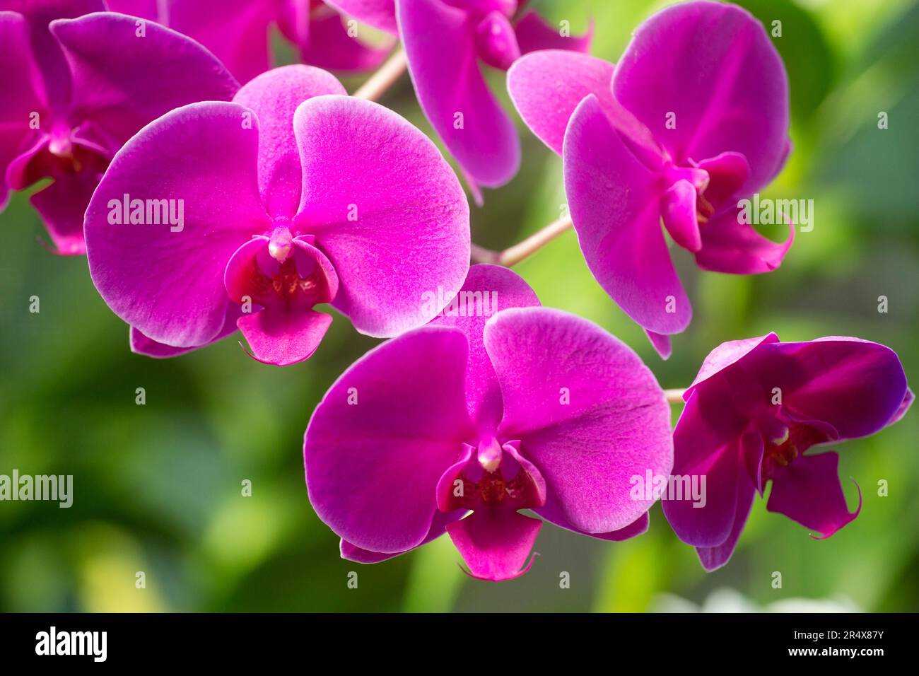 Purple hawaii flowers hi-res stock photography and images - Alamy