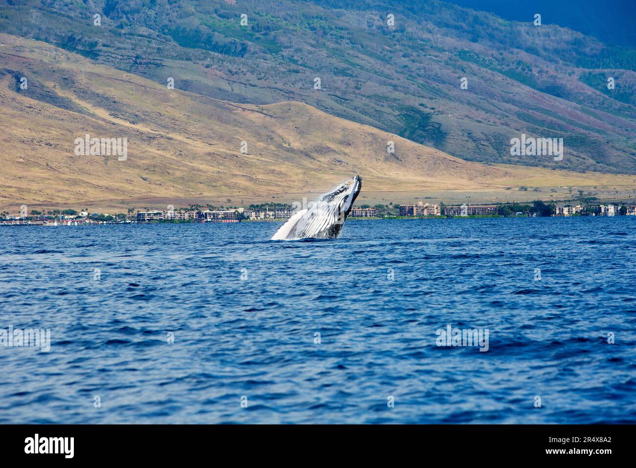 Baby humpback whale breaching hi-res stock photography and images - Alamy