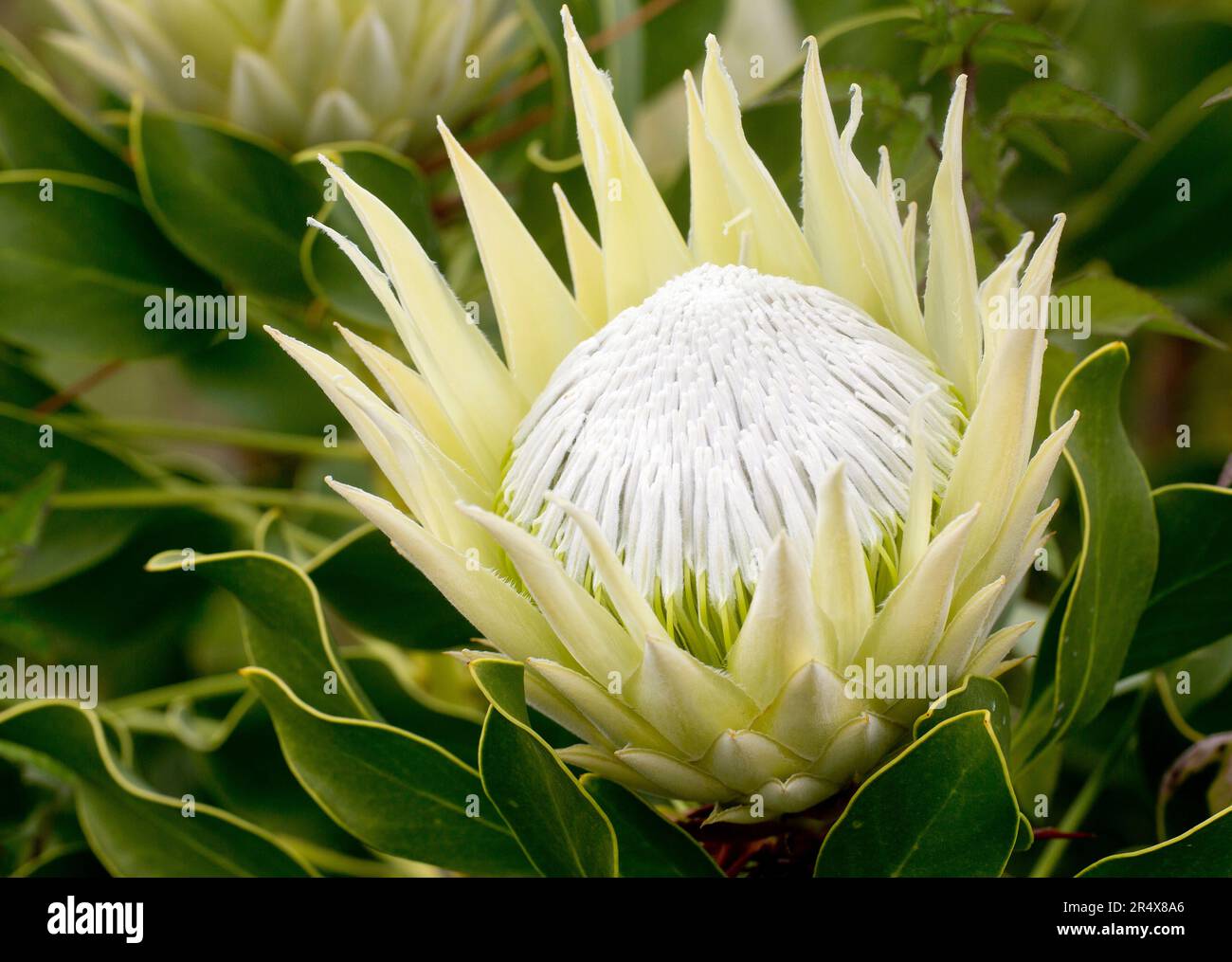 Close-up of a White King Protea (Protea cynaroides); Maui, Hawaii ...