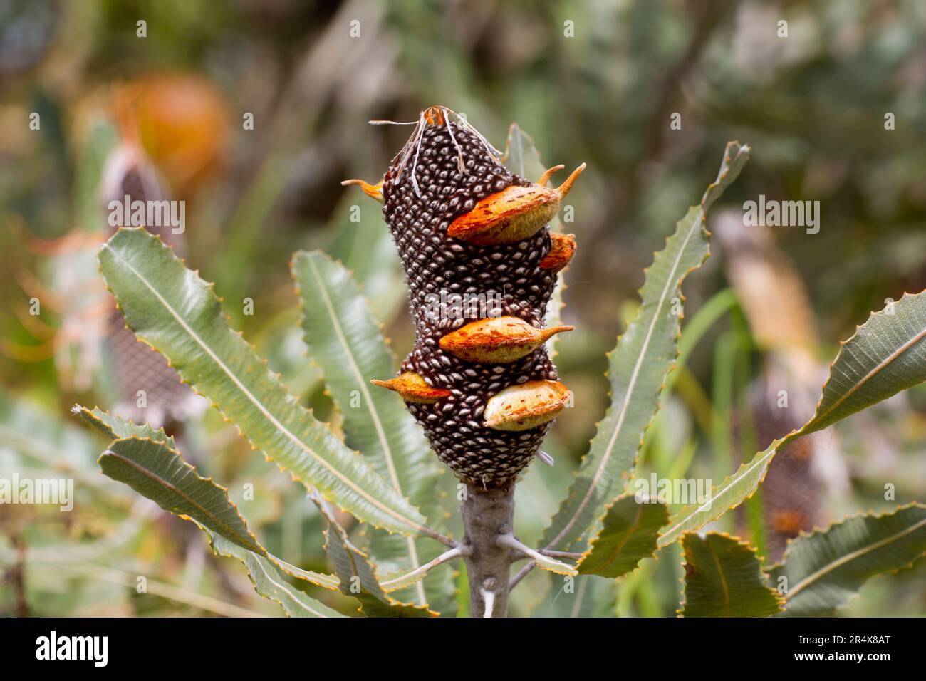 Banksia seed pod hi-res stock photography and images - Alamy