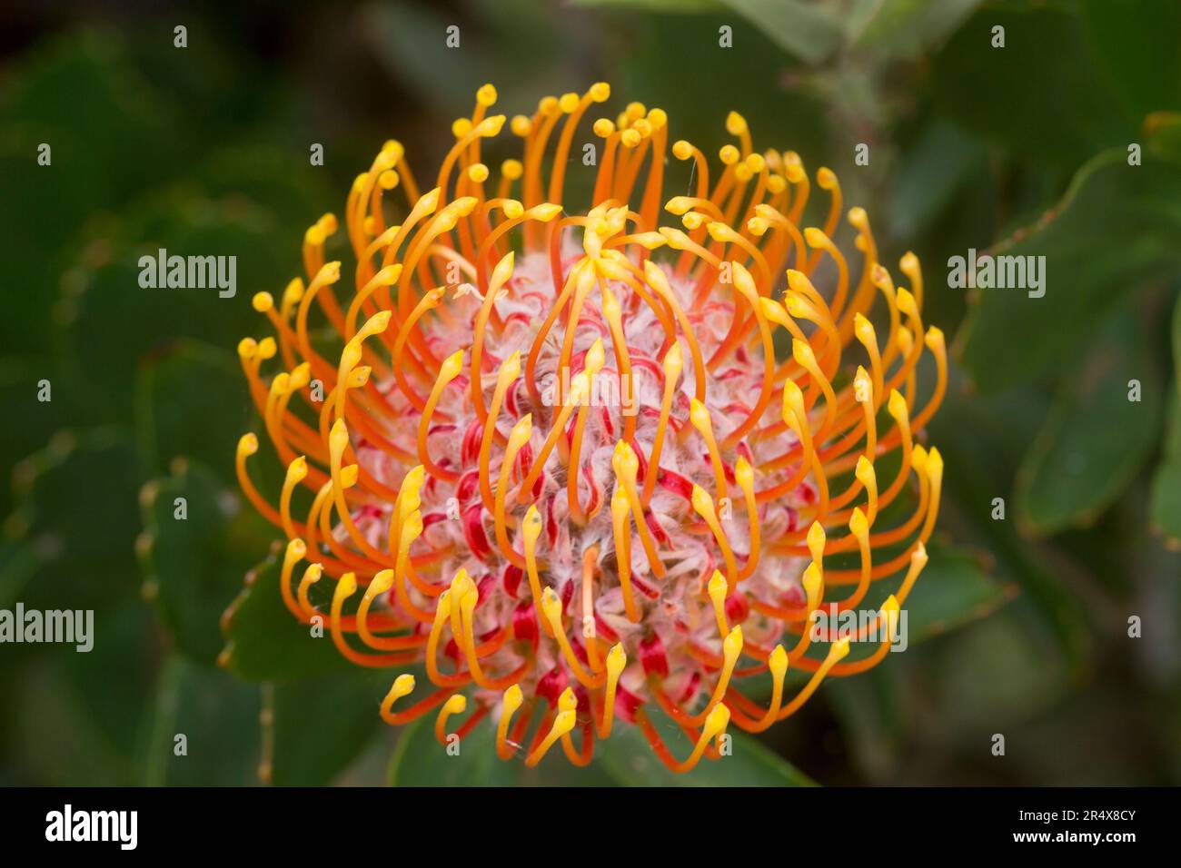 Close-up of a yellow and red Pincushion Protea (Leucospermum ...