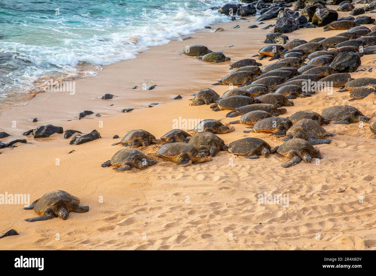 Close-up of the sandy beach with green sea turtles (Chelonia mydas ...