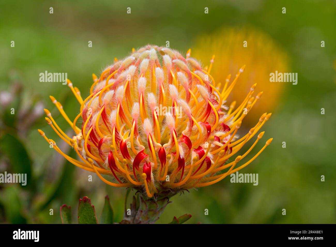 Close-up of a yellow and red Pincushion Protea (Leucospermum ...