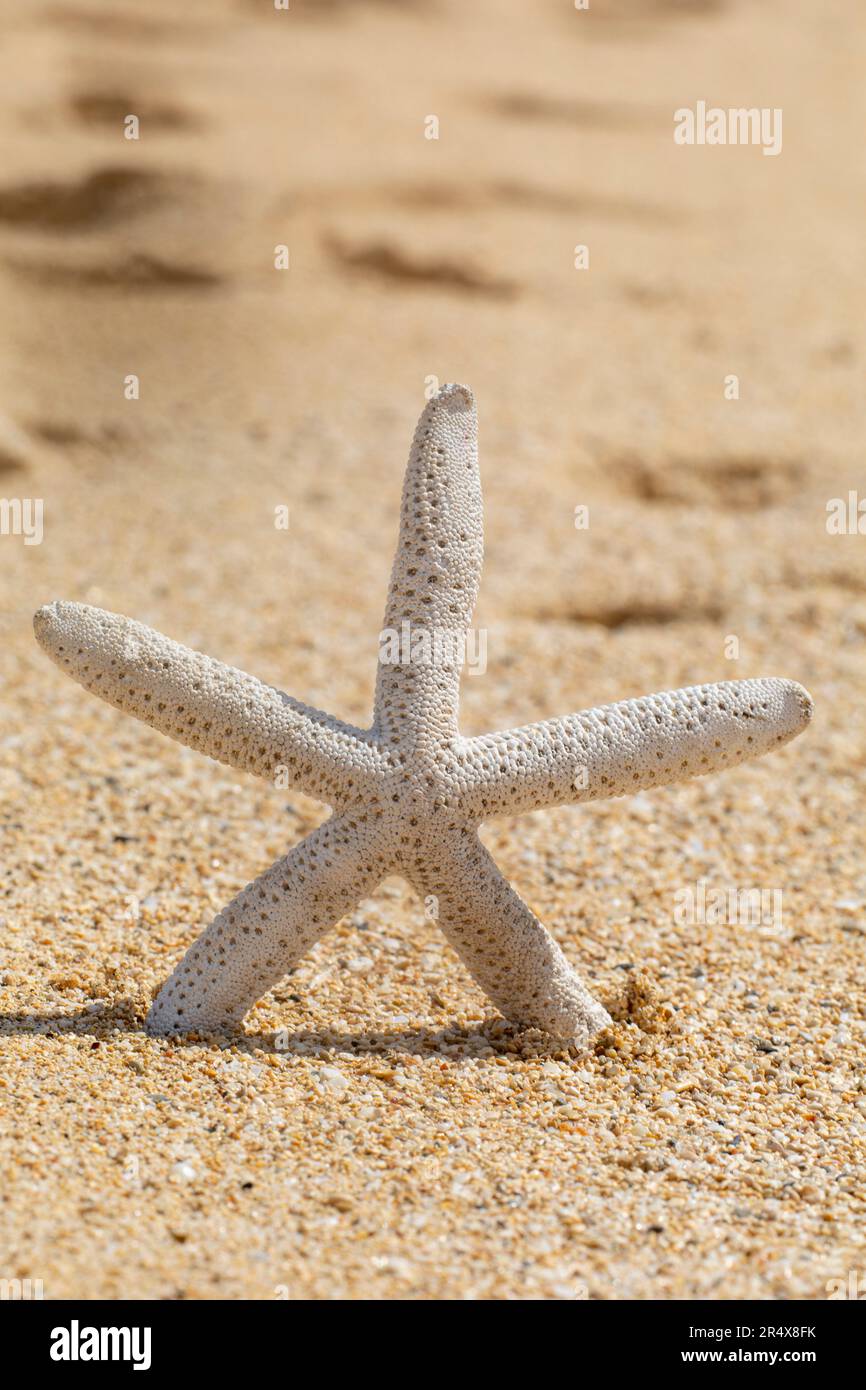Starfish point beach hi-res stock photography and images - Alamy