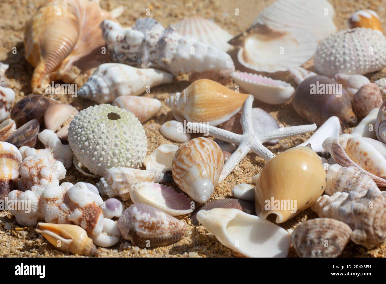 Close-up of a collection of sea shells on the beach; Maui, Hawaii ...