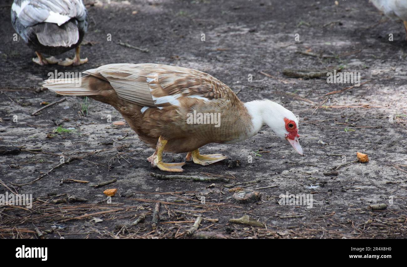 A Muscovy Duck eating something at a park in Houston, Texas Stock Photo ...