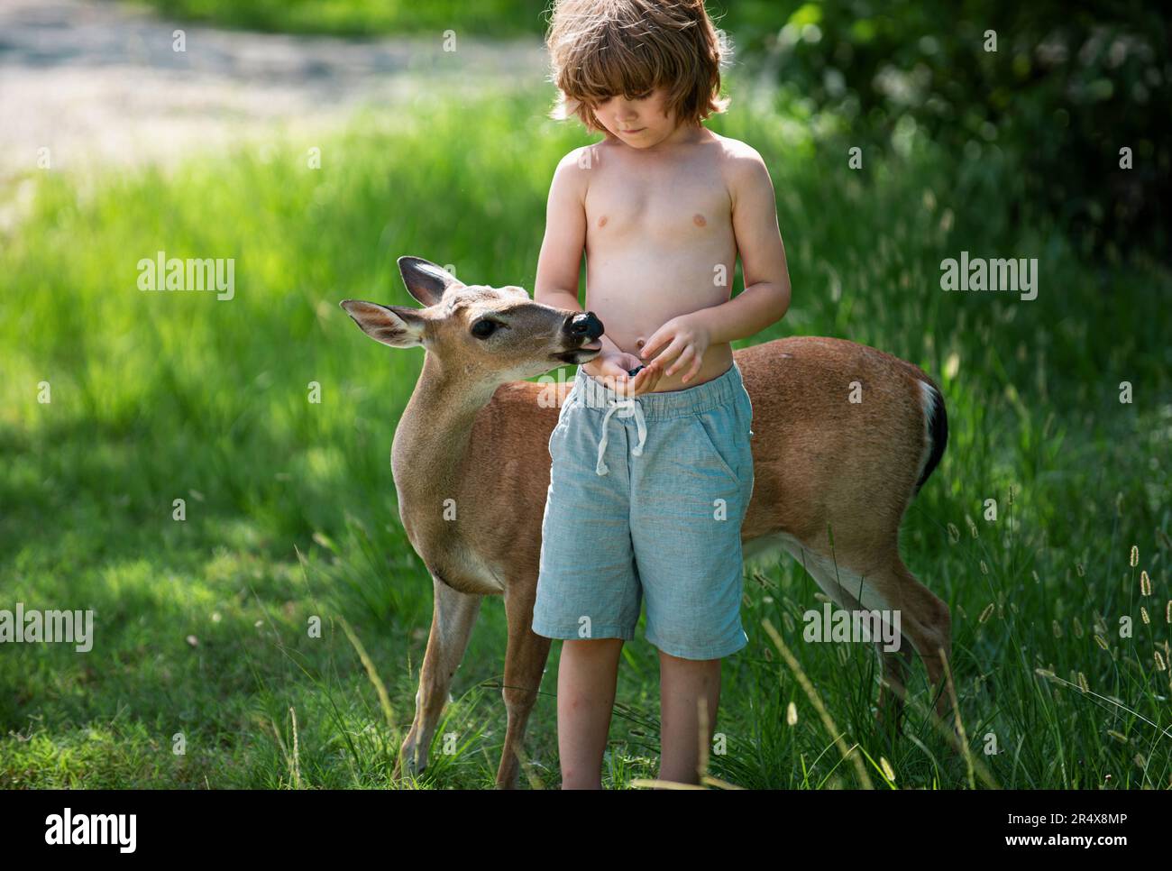 Cute child feed baby fawn deer bambi outdoor. Pretty boy with graceful ...