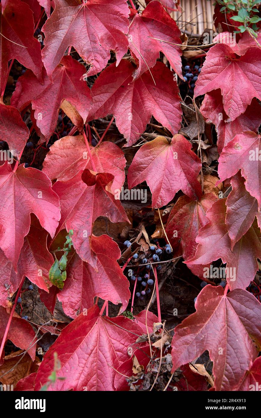 Detail of green and red ivy leaves.Detail, variety, texture, out-of ...