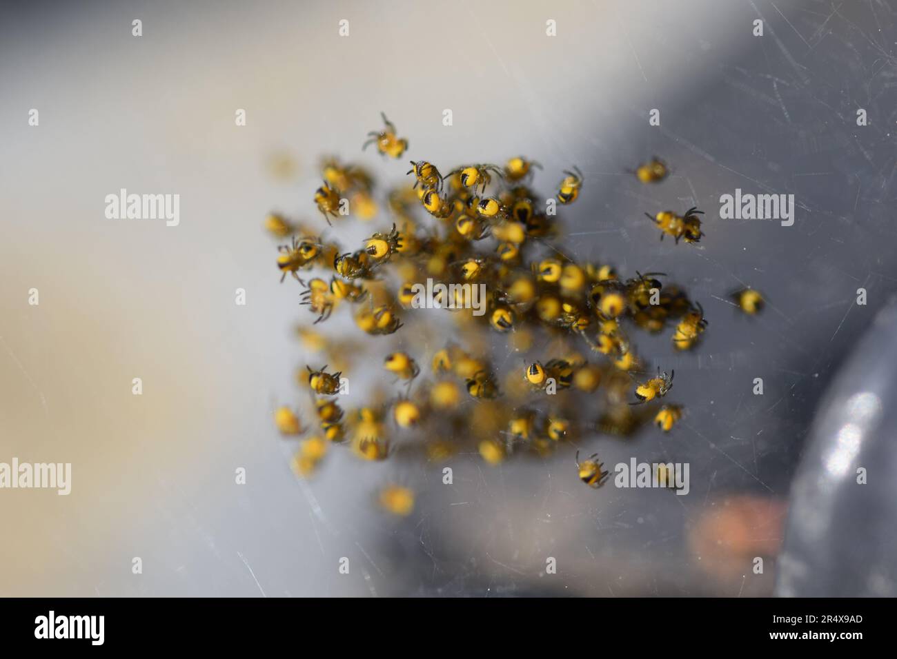 Spider nest hi-res stock photography and images - Alamy