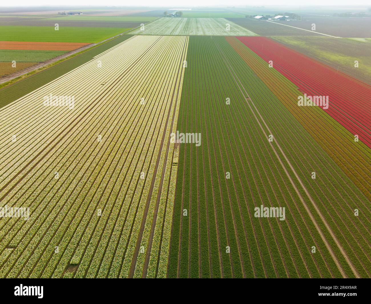 Dutch tulip fields from above leading towards a tiny farm house in ...