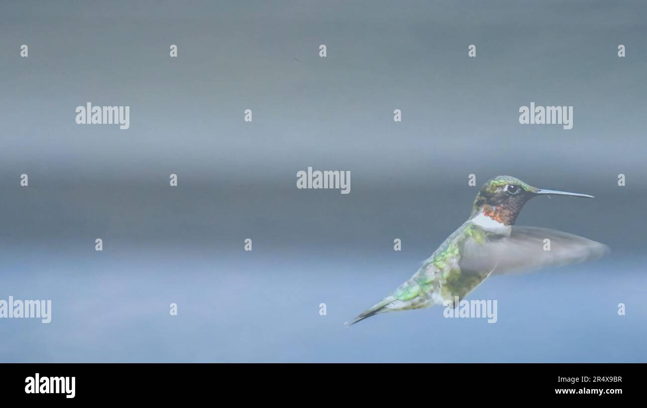Tiny Hummingbird in flight at the backyard feeder for graphic resources ...