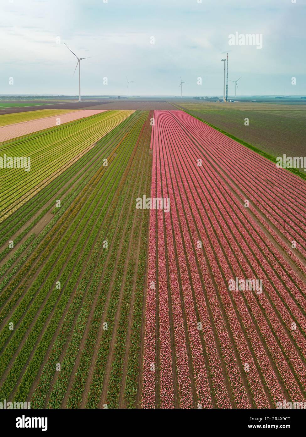 Dutch tulip fields from above leading towards a constuction site of ...