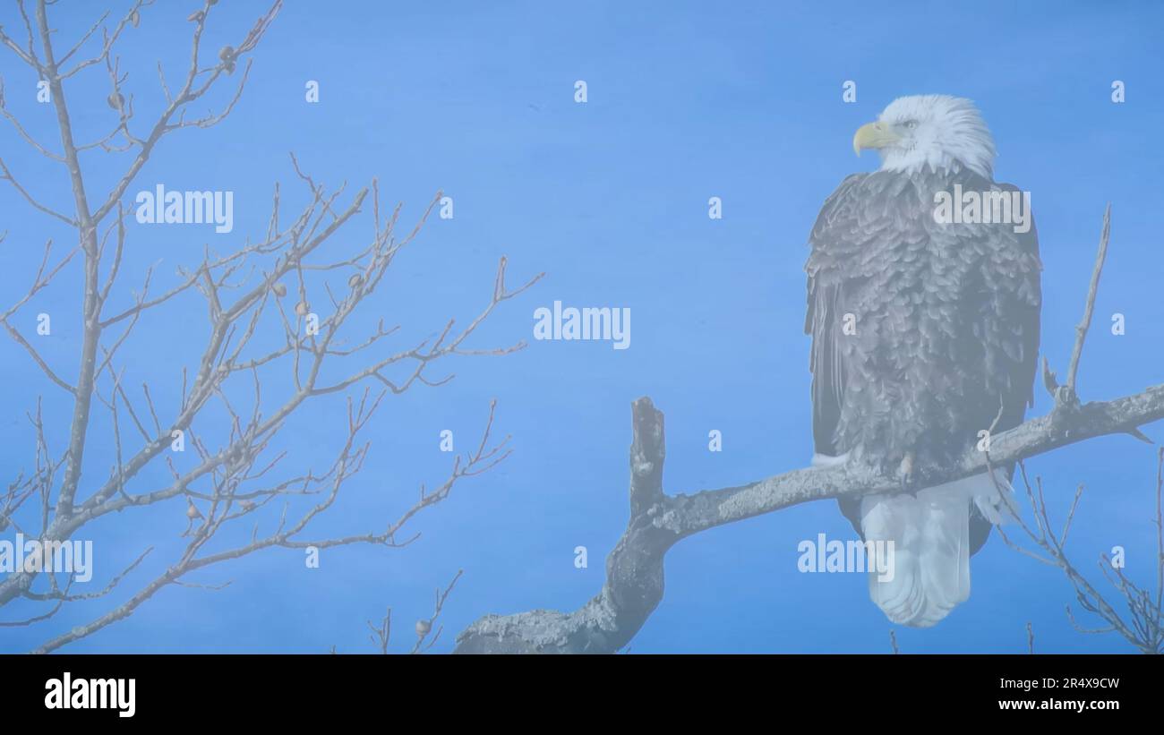Wild Hummingbird perched on the backyard flower for graphic resources ...