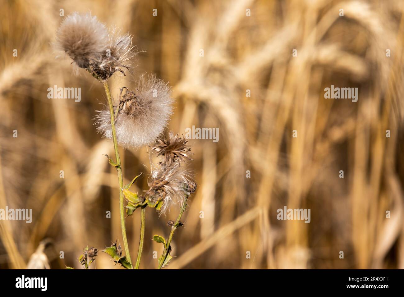 Flowering Canadian Thistle weed in a wheat crop at harvest; Alcomdale ...