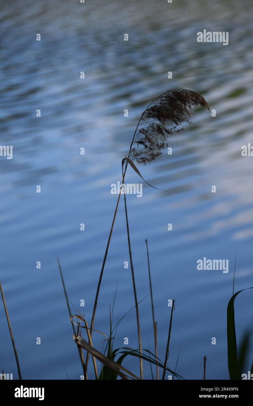 Single reed hi-res stock photography and images - Alamy