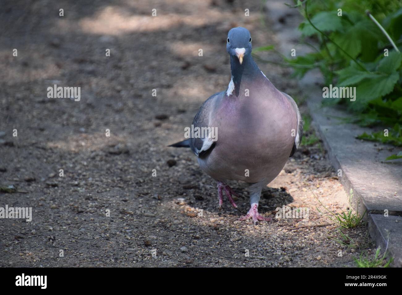 Pigeon walk hi-res stock photography and images - Alamy
