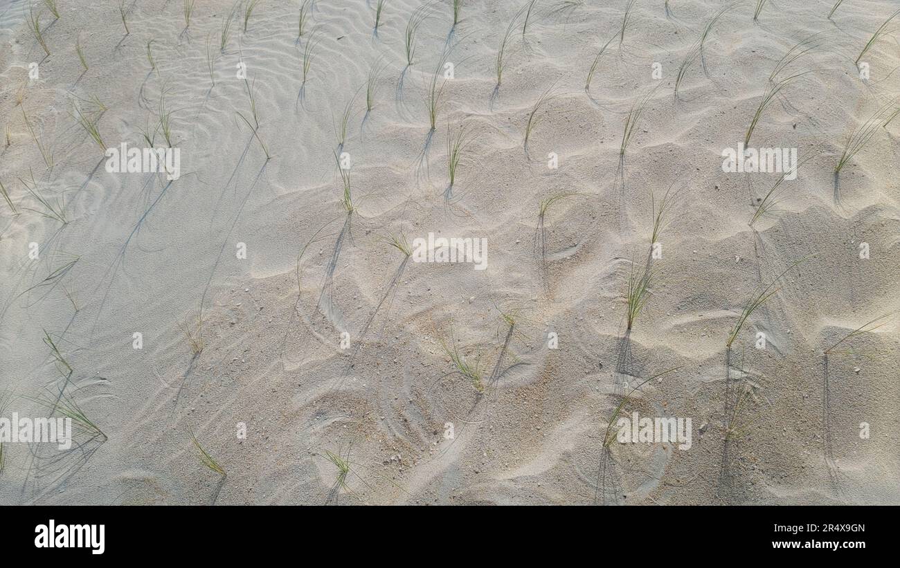 Tall grasses growing through the white sand along the ocean beach for ...