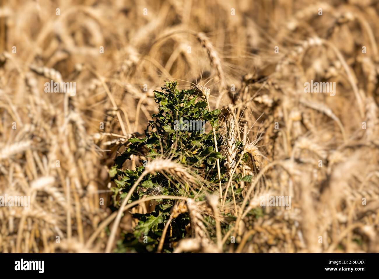 Canadian Thistle weed in a wheat crop at harvest; Alcomdale, Alberta ...