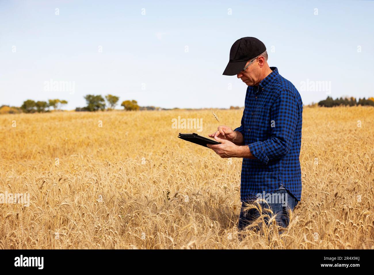 Farmer using a tablet to manage his harvest while standing in a fully ...