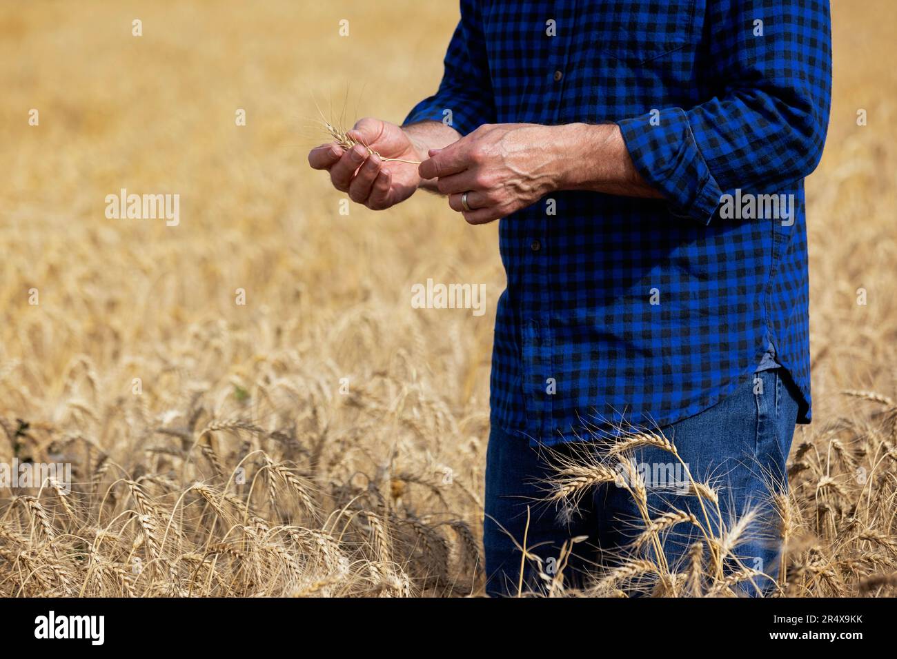 Farmer inspecting a head of wheat while standing in a fully ripened ...