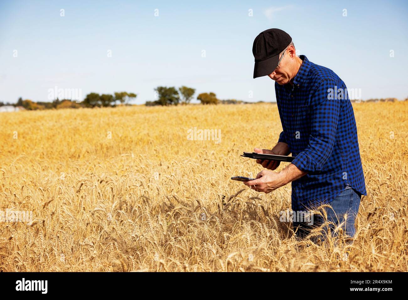 using a tablet to manage his harvest while standing in a fully ripened ...